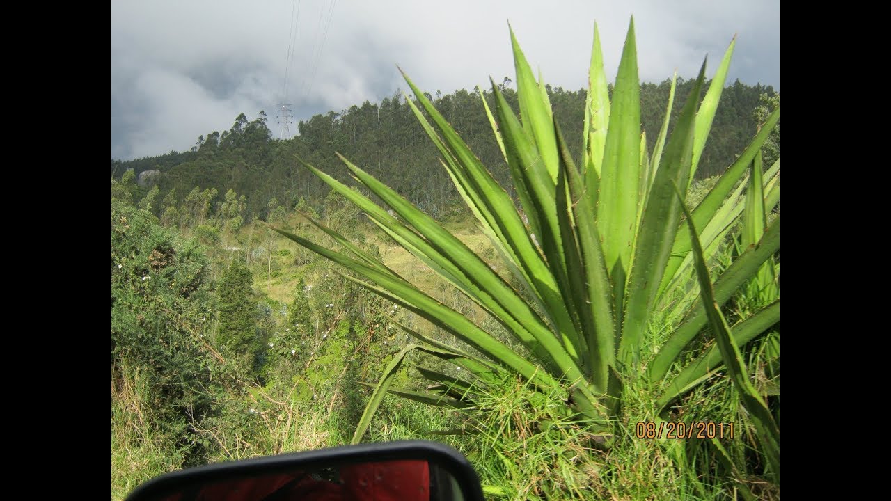 Cultivos y Características Principales del Fique - TvAgro por Juan ...