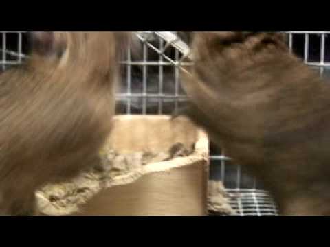 the Degus: Degu battle - YouTube