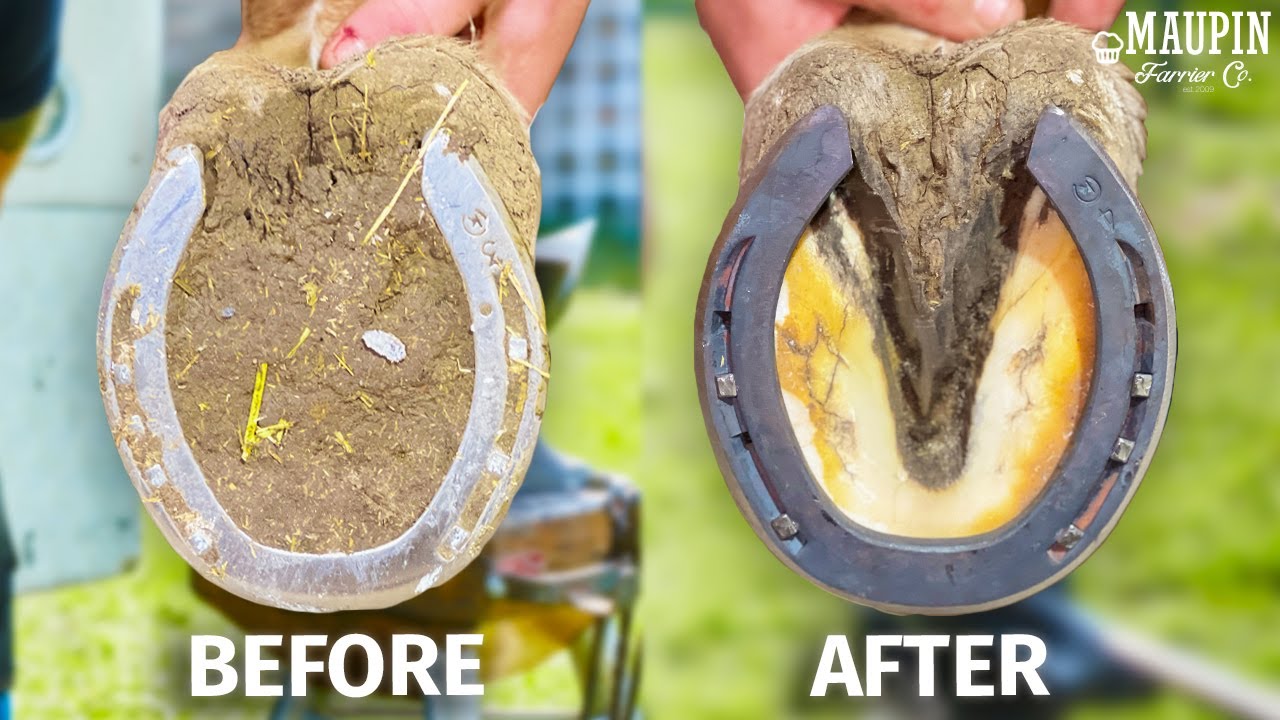 Satisfying 4K ASMR | Full Hoof Restoration - YouTube