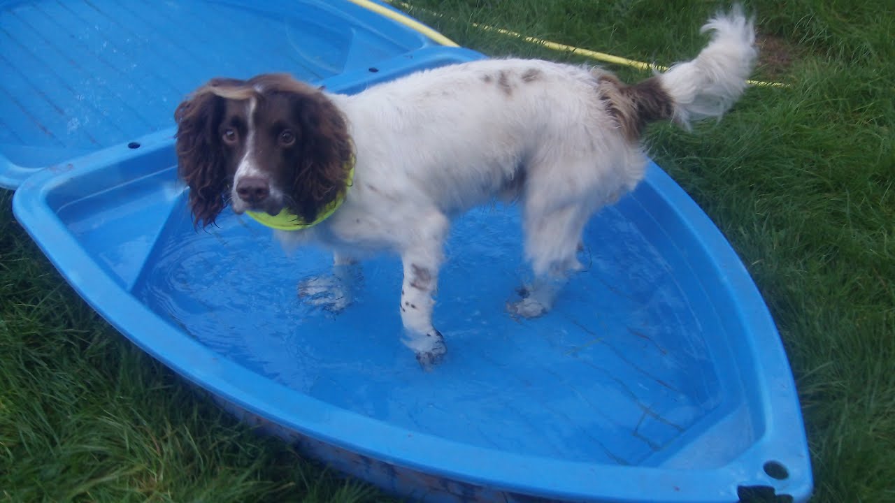 Springer Stan.@DogtrainersUK - YouTube