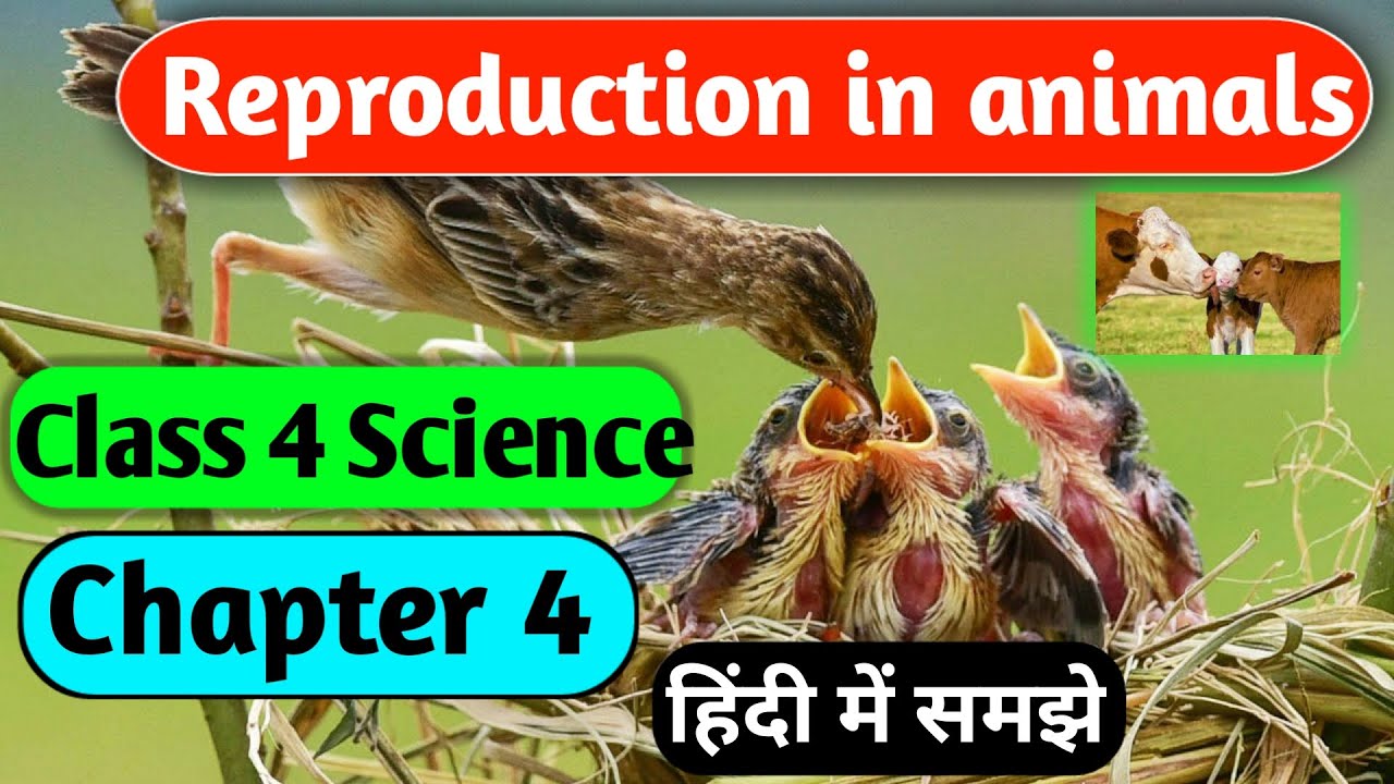 Class 4 science chapter 4 Reproduction in animals//Jaanvaro me prajanan ...
