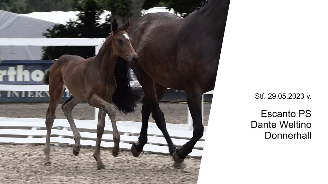 Stf v Escanto PS x Dante Weltino x Donnerhall 2023 - YouTube