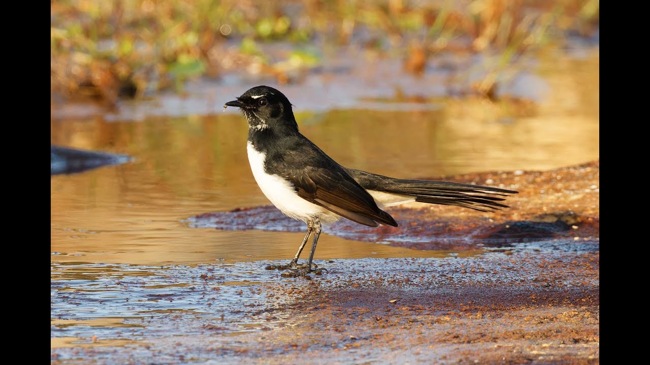 Willie-wagtail, Potter Point, NSW, Australia, 11/4/25 - YouTube
