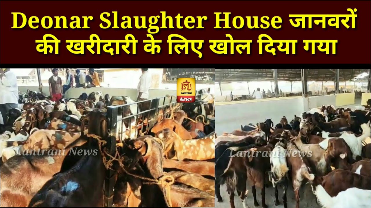 Deonar Slaughter House जानवरों की खरीदारी के लिए खोल दिया गया ...
