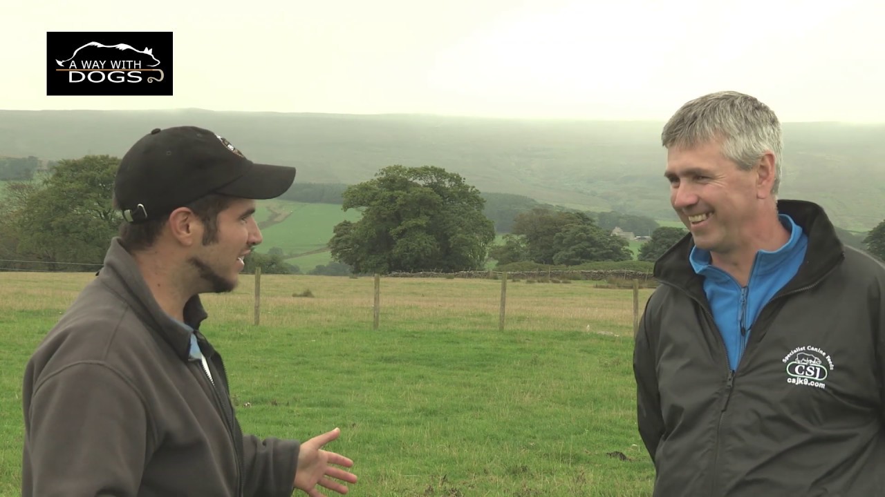 3. Sheepdog Trial English Nat. Ch. Sergio Perello & Paddy Fanning ...
