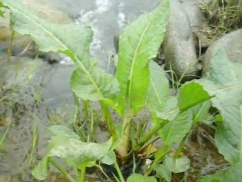 ACEDERA Rumex acetosa. FITO HERBAL NATURA - YouTube