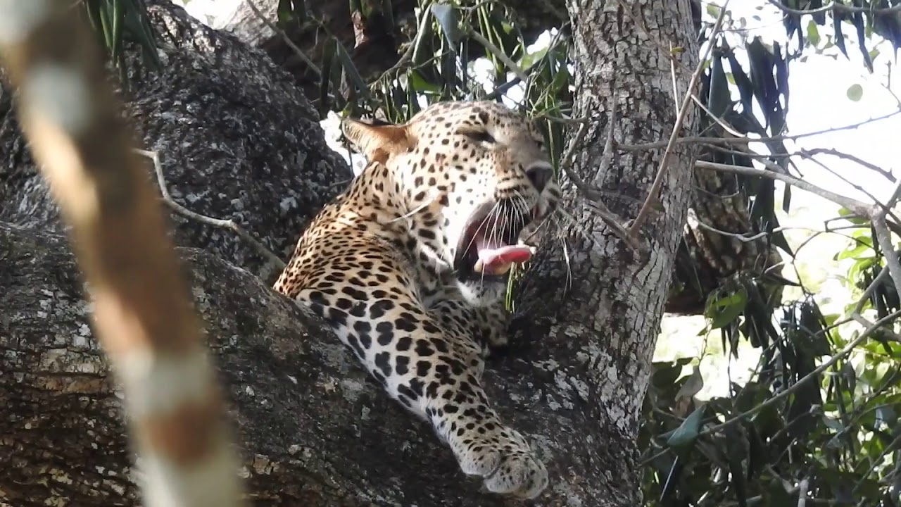 A young male leopard on a tree - part 1 - YouTube