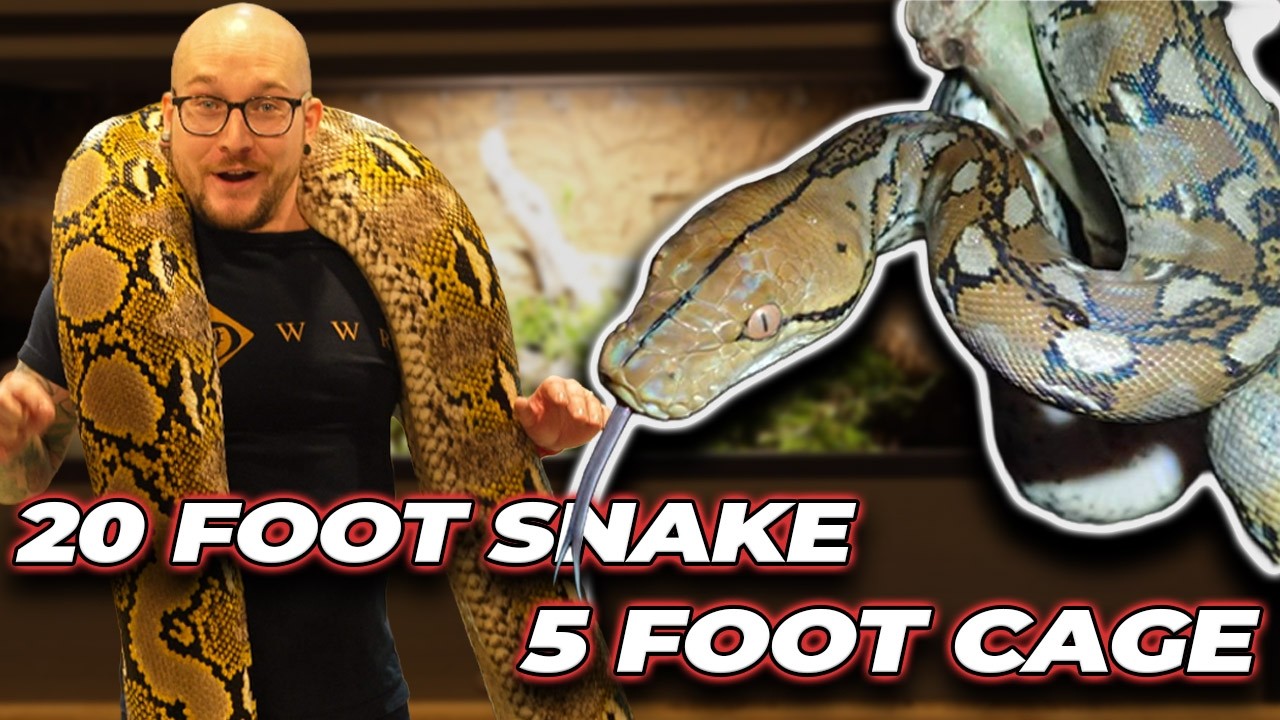 We Put a 20 Foot Snake in a 5 Foot Enclosure - YouTube