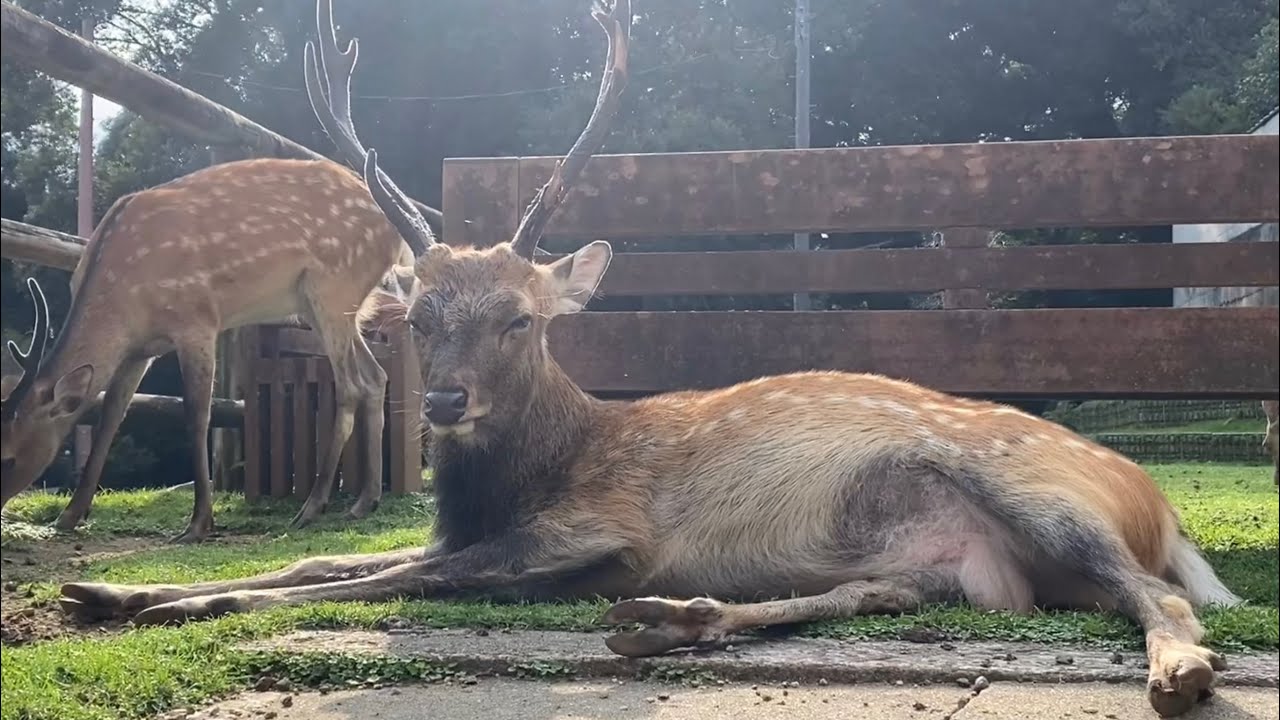 This is how deer sleep and chill in Nara Park. How adorable they are ...