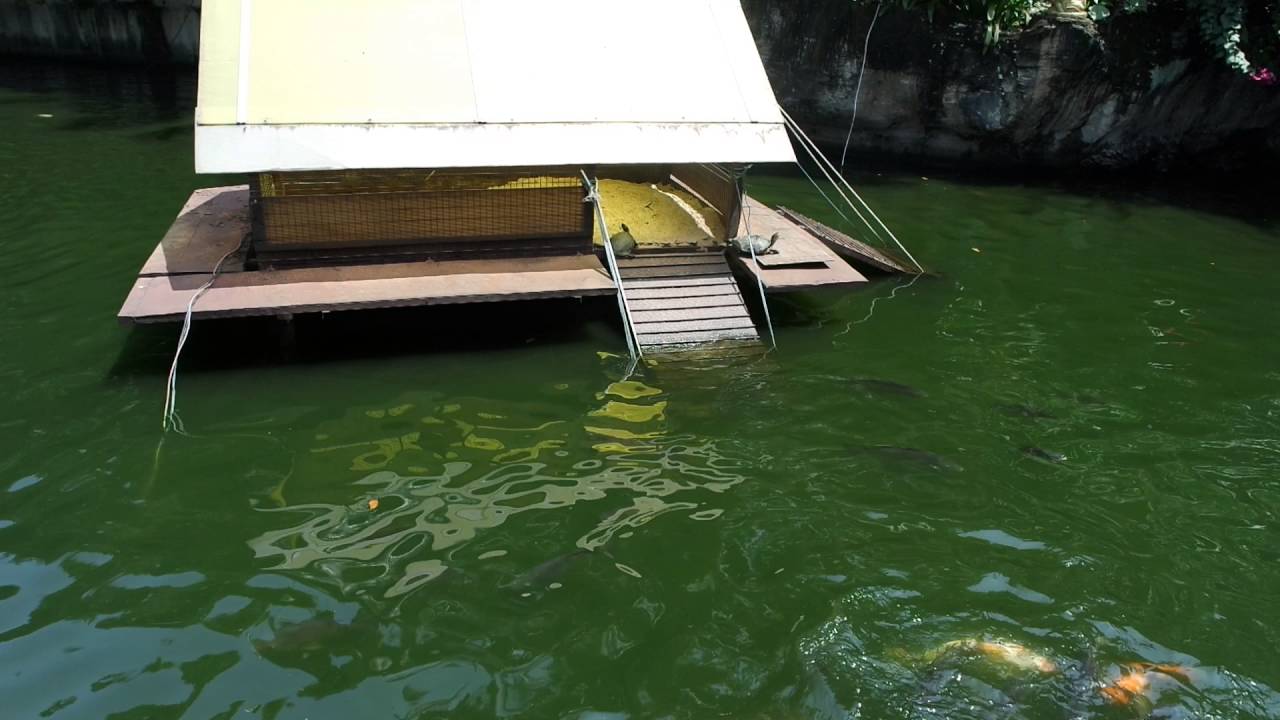 Fish Playing | Beautiful Fish | Natural Video 2016 - YouTube