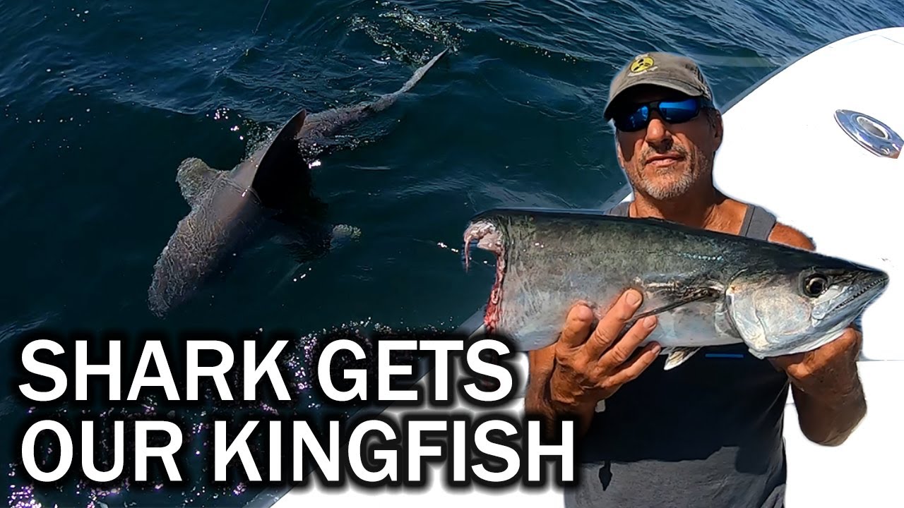 The First Kingfish of the Year Gets Eaten by a SHARK! - YouTube