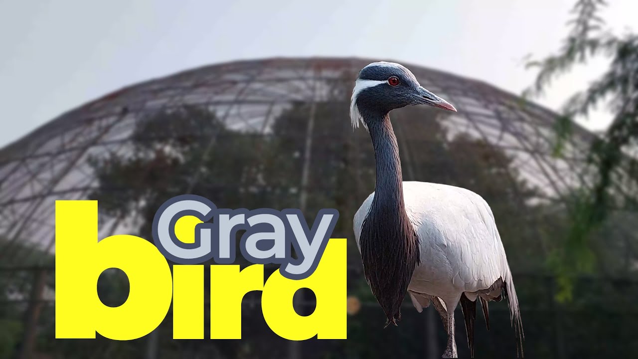 Gray bird with red eyes | Beauty in a big Cage - YouTube
