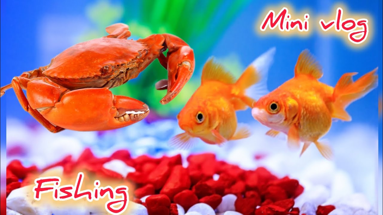Bohot Enjoy Kiya re Baba ।। Fishing।। Crab ।। Mini vlog ।। Arpan's ...