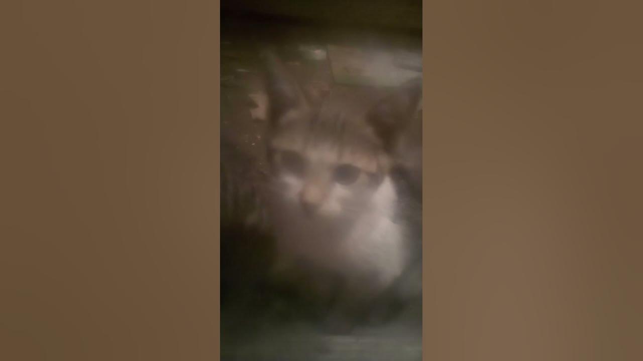 random cats - YouTube