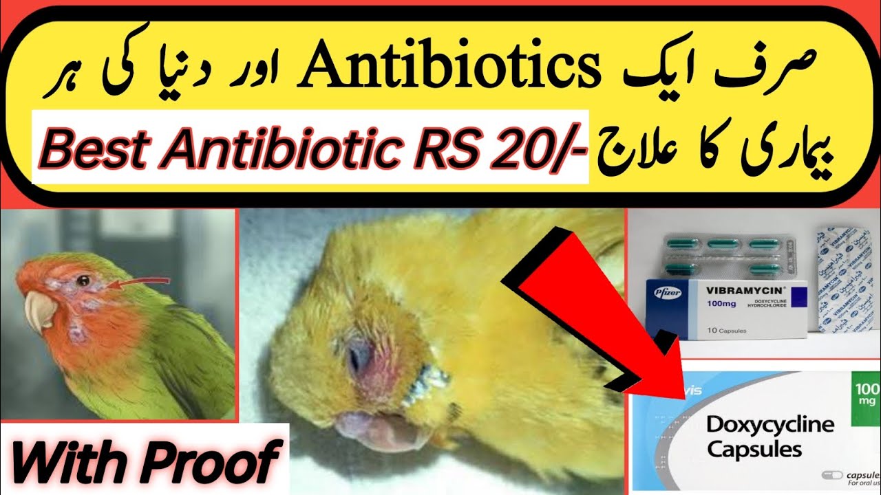 Antibiotics for Budgies, Lovebirds & Cockatiel etc | Birds Antibiotics ...