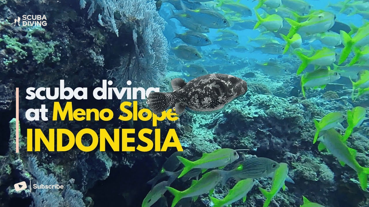 🇮🇩 Scuba Diving in Gili Islands: Meno Slope - Big Puffer Fish, School ...