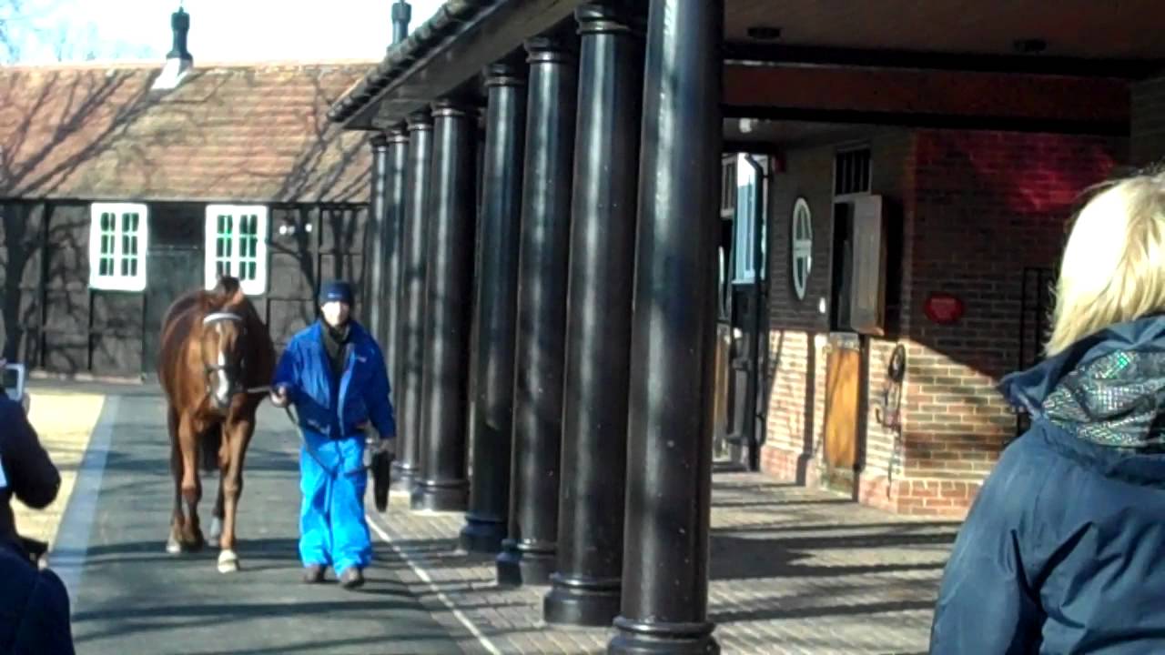 Halling at Darley Stud - YouTube