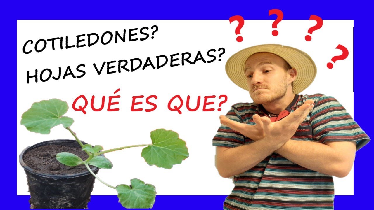 🌱Que son los COTILEDONES de las PLANTAS 💚| DICCIONARIO del HUERTO ...