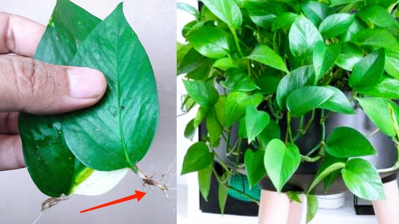 How to Propagate Pathos with water - YouTube