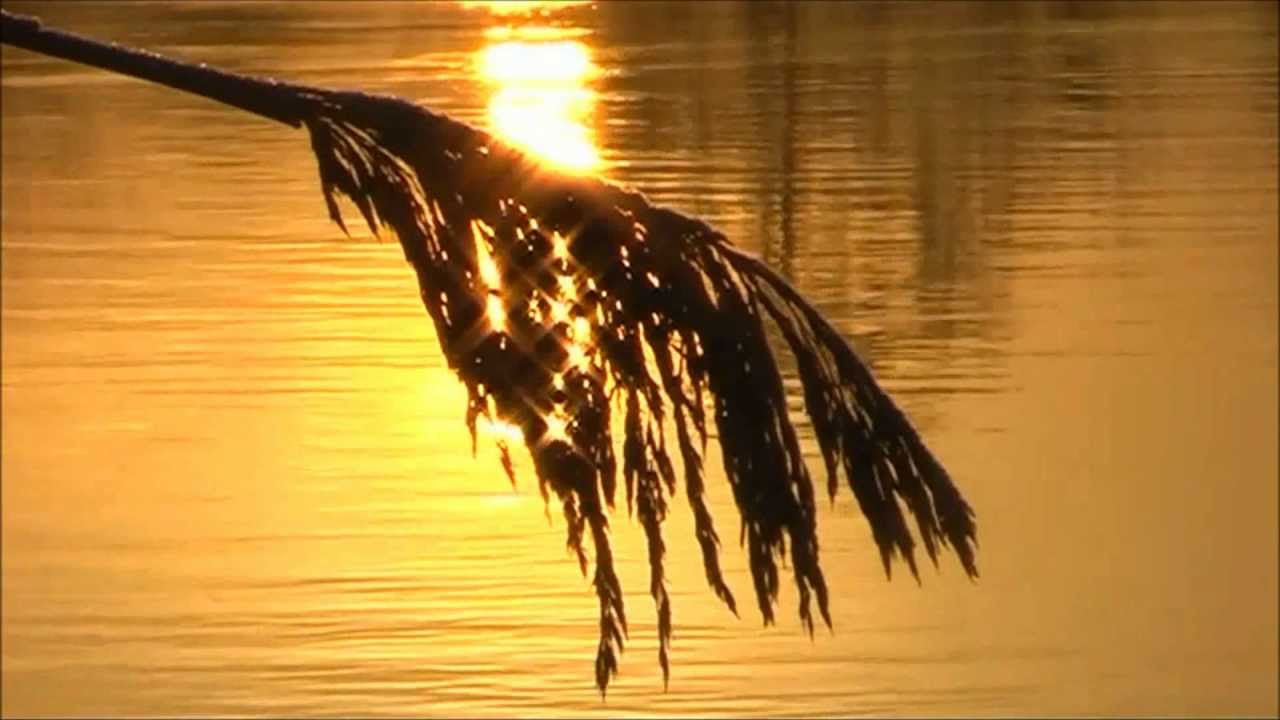 Van Morrison - Evening in June - YouTube