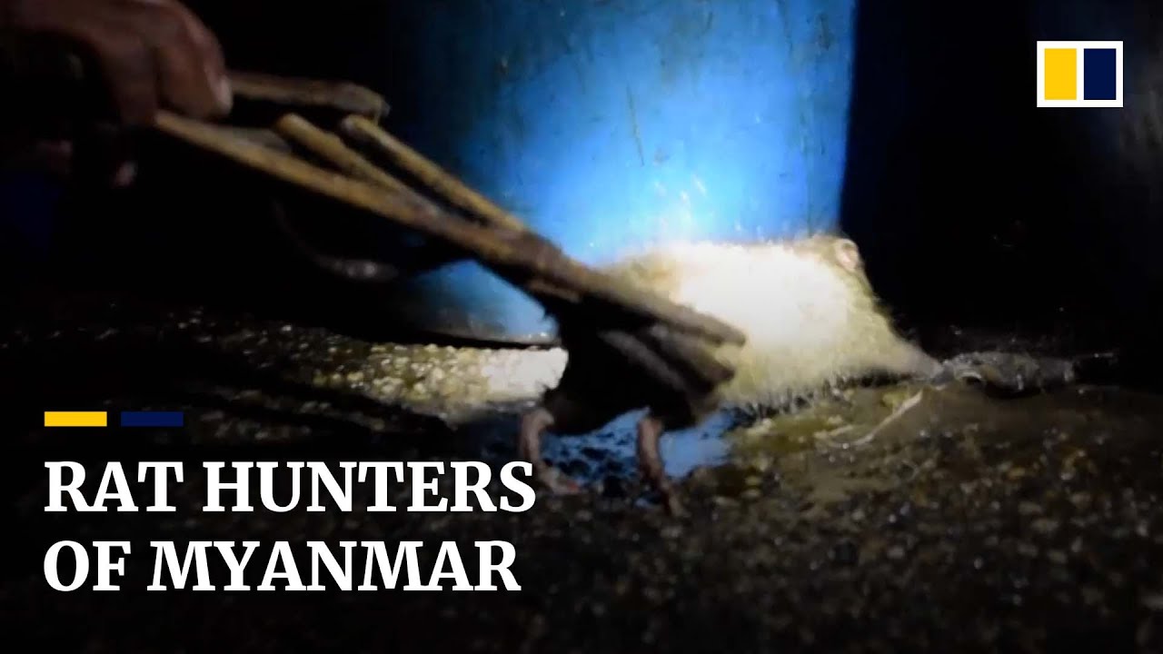 Professional rat hunters in Myanmar use flashlights and slingshots to maim their prey - YouTube