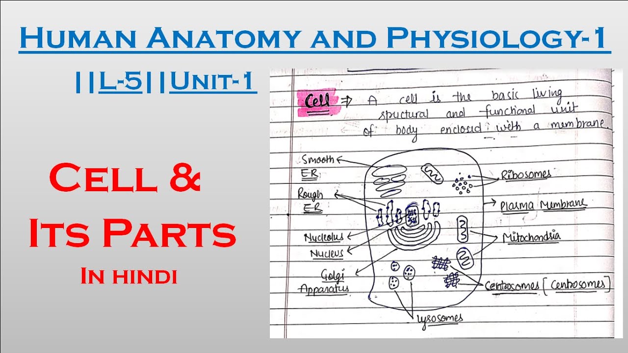 Cell Its Parts Human Anatomy And Physiology 1 L 5 Unit 1 B Cell Its Parts Human Anatomy And Physiology 1 L 5 Unit 1 B