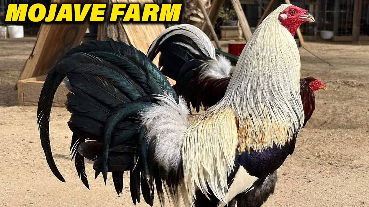 CALIFORNIA !! Mojave Farm Visit Beautiful Birds Pure Claret Grey Leiper ...
