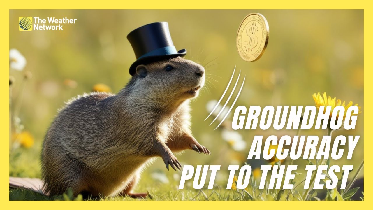 Are Groundhogs More Accurate Than a Coin Toss? - YouTube