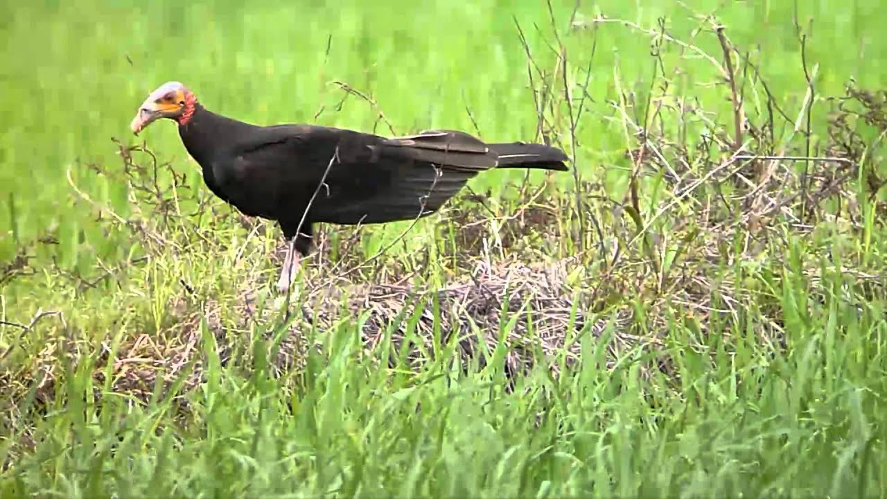 Panama Lesser Yellow-headed Vulture eating snake - YouTube