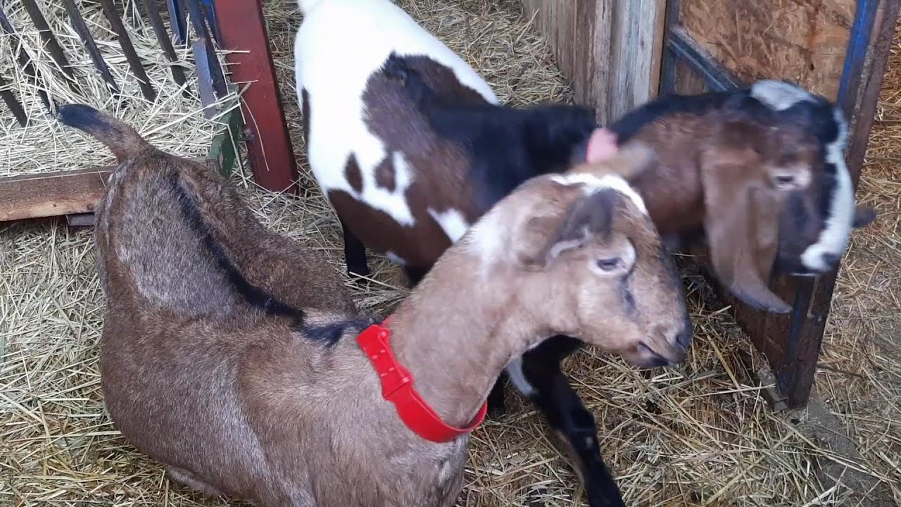 CAPRE METIS ALPINA FRANCEZA SI TAP ANGLO NUBIAN - YouTube