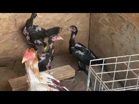 Update qaib ej - YouTube