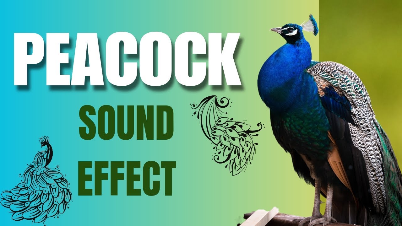 Peacock Sound Effect - YouTube