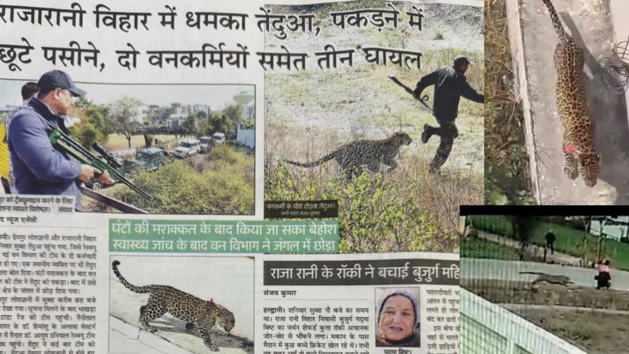 LEOPARD attack / Raja rani vihar mein leopard ka kehar / haldwani ...