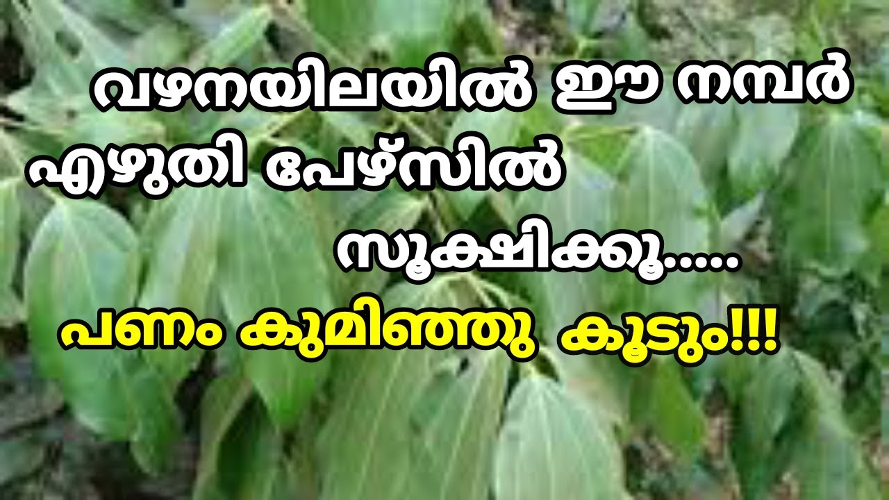 വഴനയില ഈ നമ്പർ എഴുതിയാൽ പണം കുമിഞ്ഞു കൂടും/vazhanayila/Remiz views ...