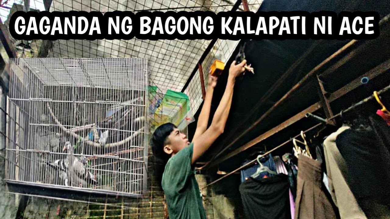 BAGONG KALAPATI NI ACE BINIGAYAN KO NG DOUBLE CAGE - YouTube