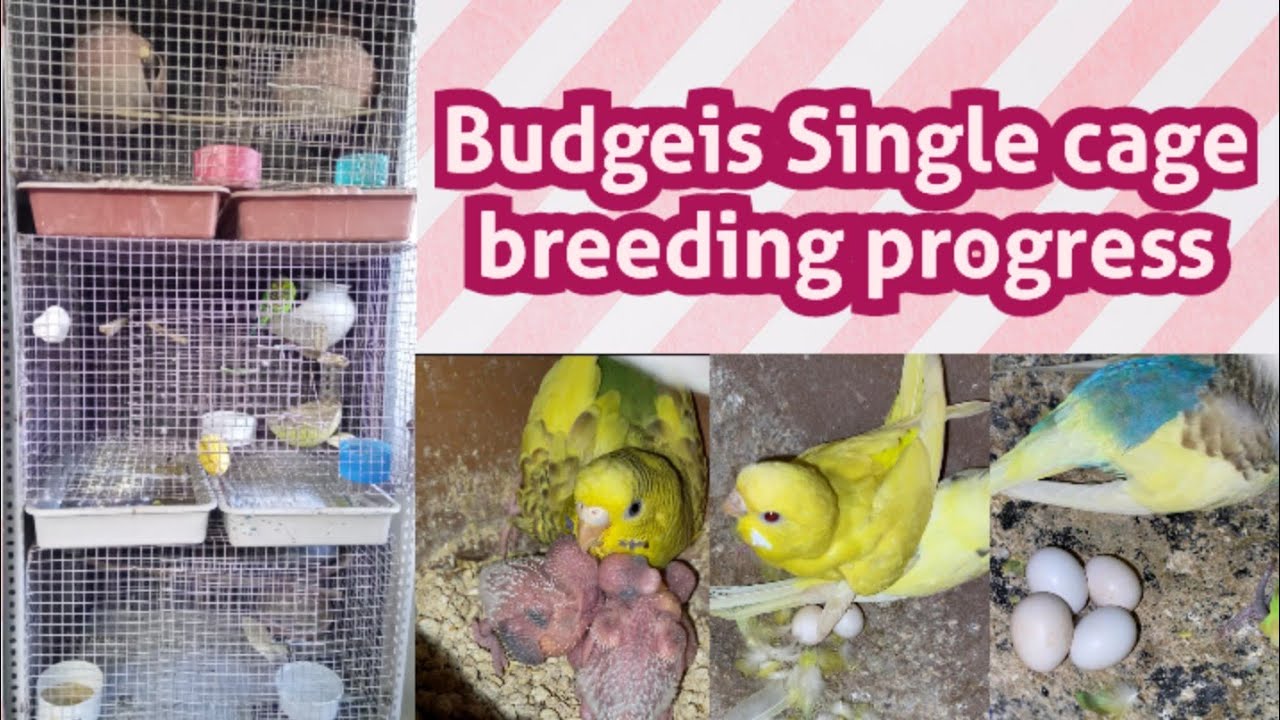 Budgies Single cage breeding set up # My bird set up breeding update ...