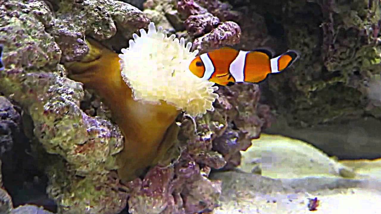 Copy of Clownfish in a 20 Gallon Nano Reef Aquarium - YouTube
