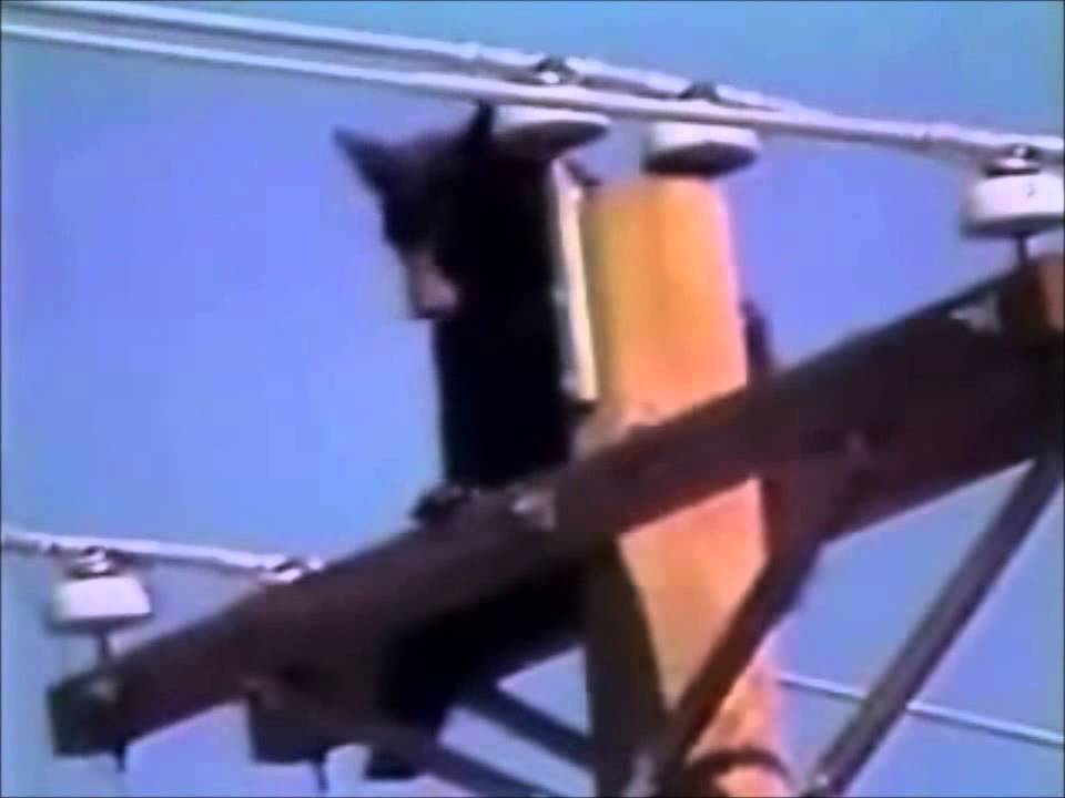 Bear Gets Electrocuted on Power Line (LOL) - YouTube