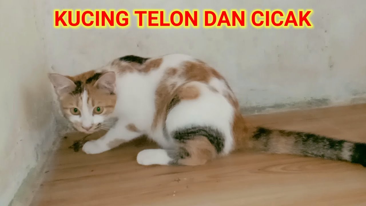 Kucing Telon dan Cicak - YouTube