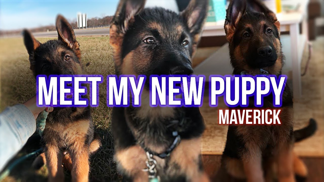 SoaR Riss - MEET MY NEW PUPPY (German shepherd puppy) - YouTube