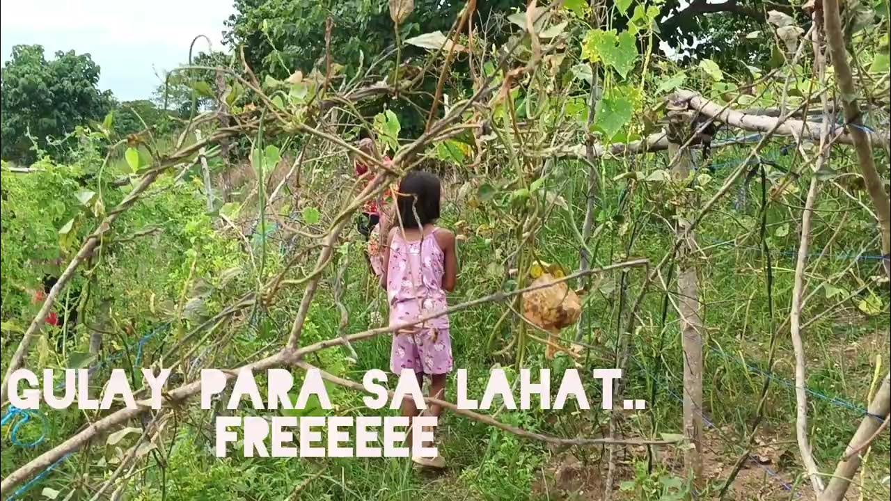 #buhayprobinsya #farming #pagpitas ng sari saring gulay@kaedgarofficial8922 - YouTube