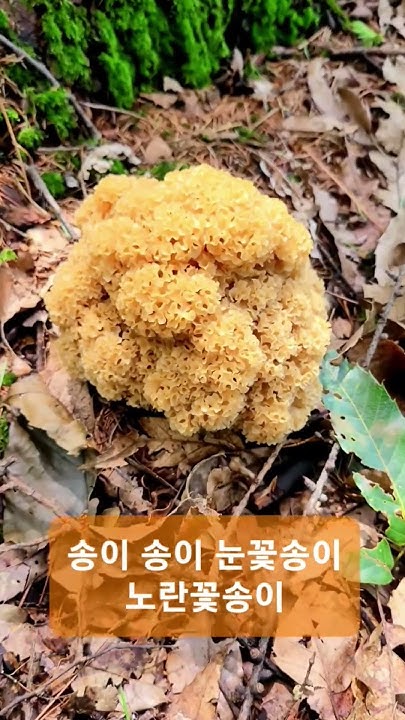 노란꽃송이버섯 식용버섯 귀한 영상 즐감합니다 ~ Youtube