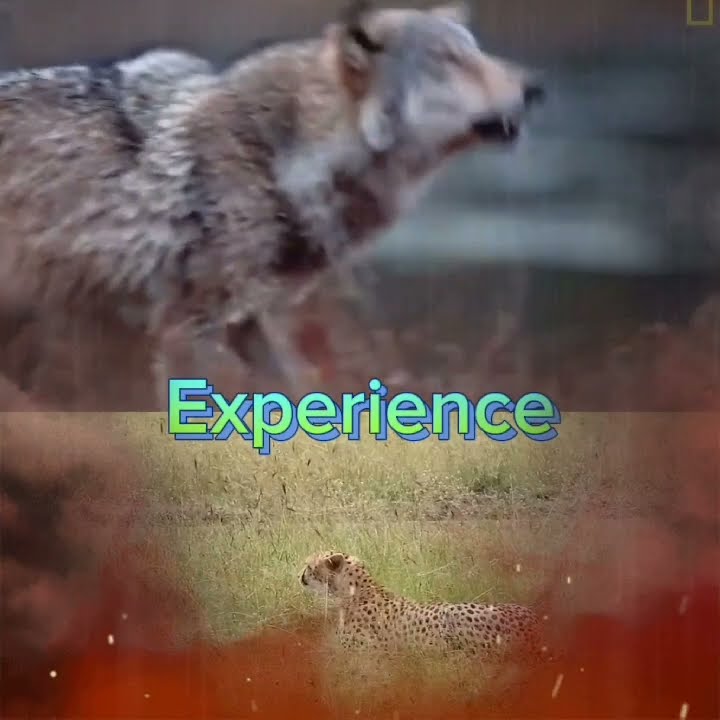 Cheetah vs wolf#animals#edit#youtubeshorts - YouTube