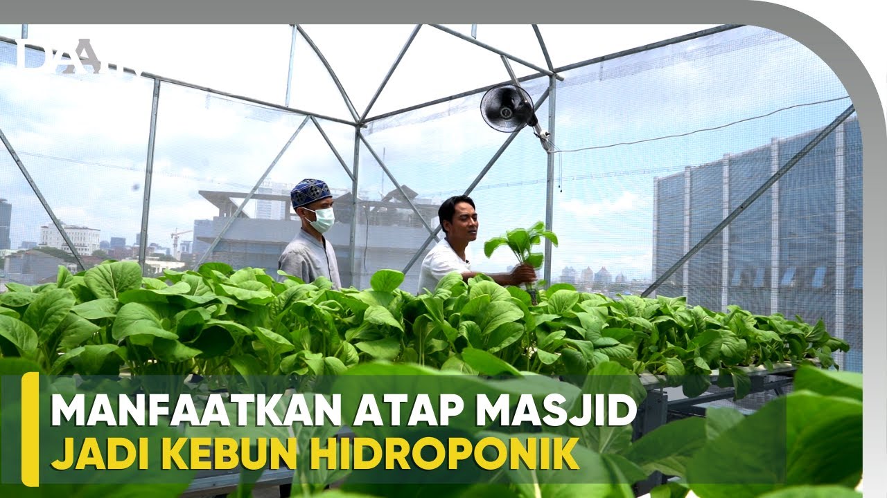 Kebun Sayur di Rooftop Masjid - YouTube