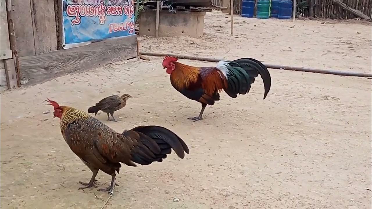 18 (1)Saib qaib poj nawb ib tsoom phooj ywg. 2023 - YouTube