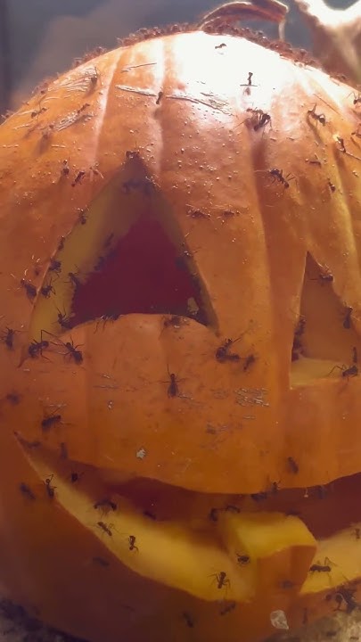 Leafcutter Ants Devour Halloween Pumpkin - YouTube