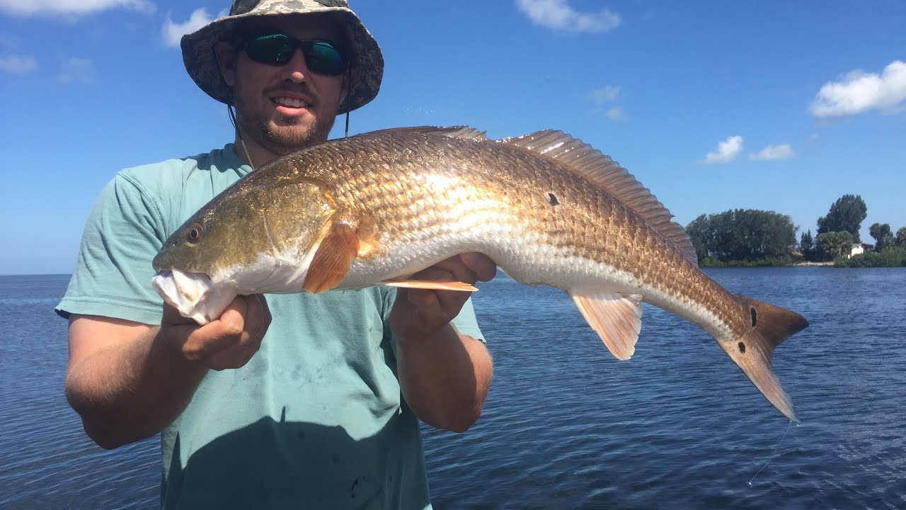 Huge redfish Tampa Bay Fishing Bonus Commercial Fishing Footage large ...