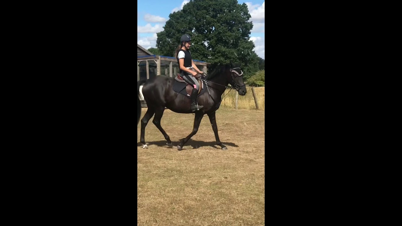 Flatwork lesson | Ginty - YouTube