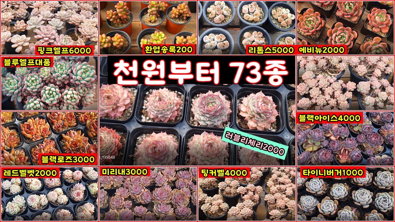 💗2월24일 대소다육 💗천원다육부터73종 착한가격 예쁜다육~ 봄이오는길목에서 꽃보다 화려한 다육이들 만나보세요多肉植物succulent 다육이다육 Youtube