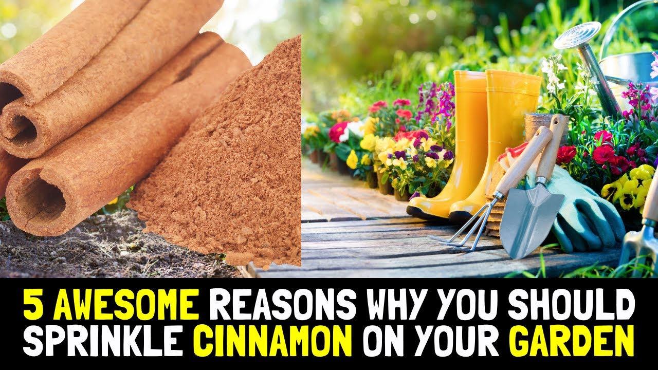 5 Awesome Reasons Why You Should Sprinkle Cinnamon on Your Garden - YouTube